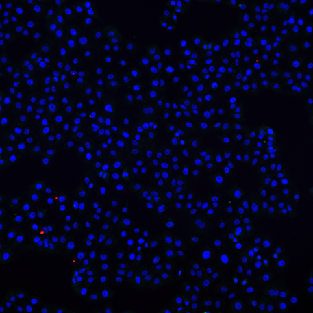 Fluorescent Viruses | TECOLAB