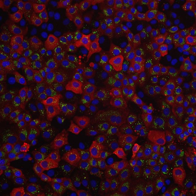 Fluorescent Viruses | TECOLAB